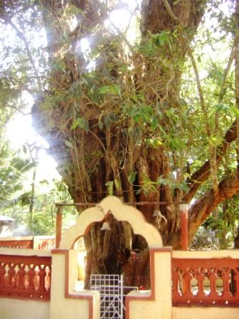 Bhandary's Bio Class: Diversity of Urban Trees of Karwar, Karnataka
