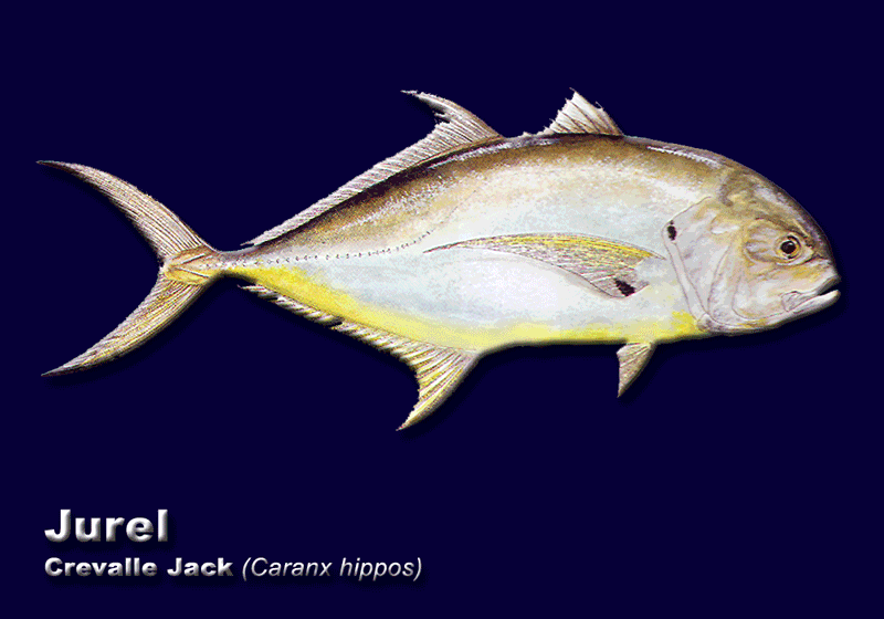 Pesca De Orilla (Surf Fishing): PECES DE PR