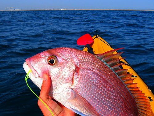 Pesca De Orilla (Surf Fishing): PECES DE PR