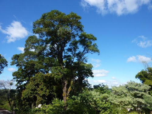 Blog do Paulo Farina: Sobre a criação da AMPA Refúgio Peroba Rosa...