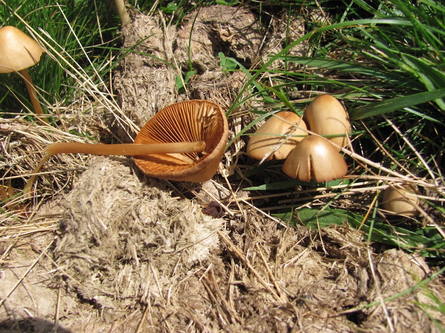 Guía de Setas y Hongos de Navarra.: Conocybe merdaria Arnolds & Hauskn