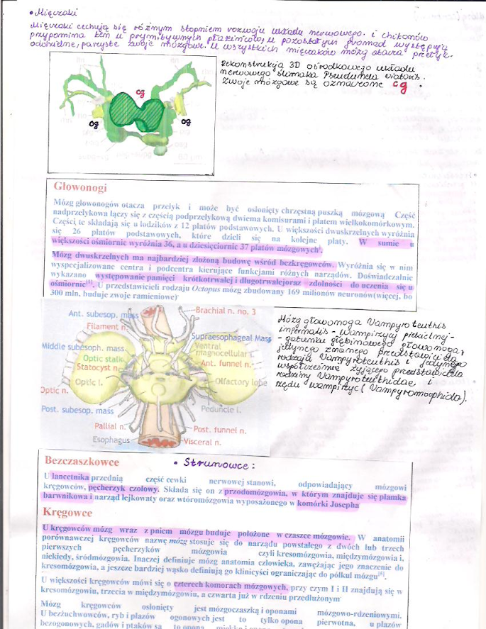 Biologia - nauka o życiu: Układ nerwowy: Mózg, mózgowie i budowa ...
