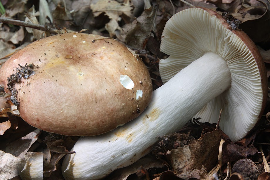 Guía de Setas y Hongos de Navarra.: Russula dryophila Donadini