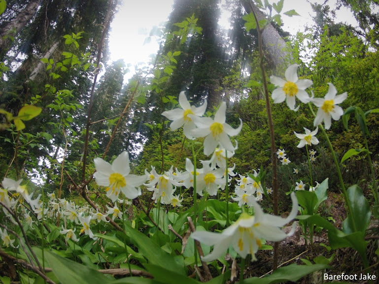 Full Trail to Colonel Bob Peak