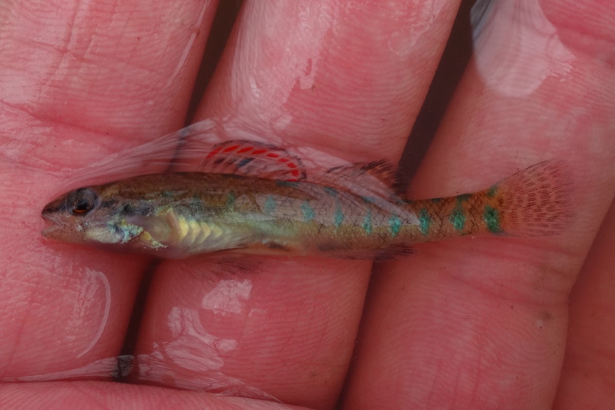 Ben Cantrell's fish species blog: Hobo fishing Missouri part 1