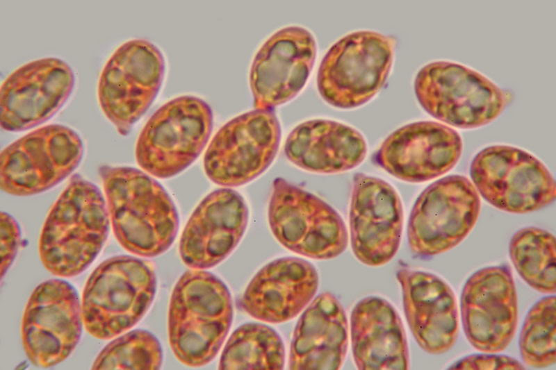 El mundo microscópico de los hongos: Basidiomicetos