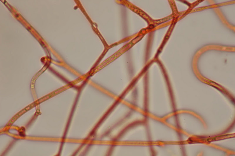 El mundo microscópico de los hongos: Basidiomicetos